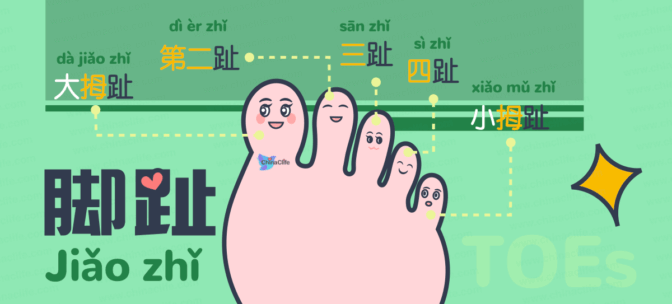 Fast Memorize Chinese Names of Toes and Feet Parts with Brief ...