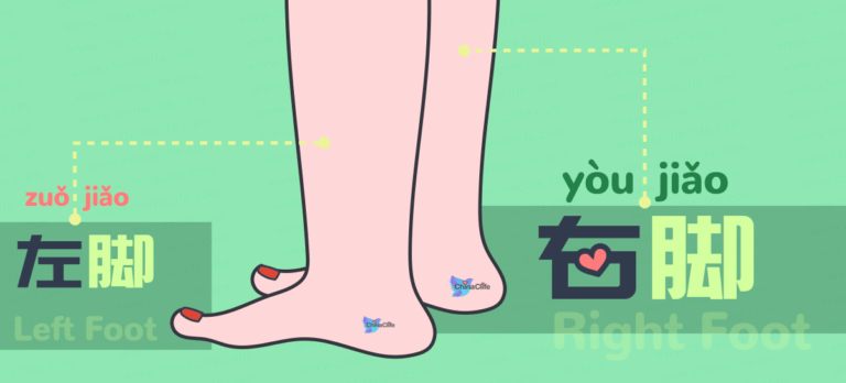Fast Memorize Chinese Names of Toes and Feet Parts with Brief ...
